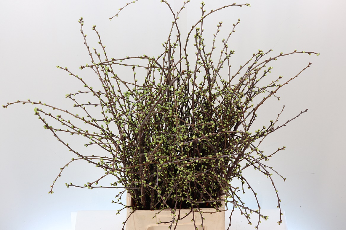 Bloemen Per Fust
