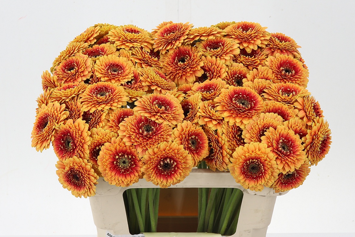 Bloemen Per Fust