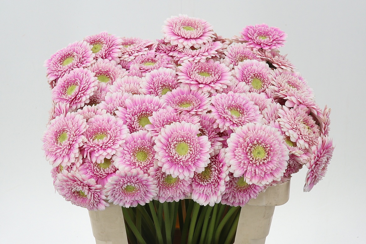 Bloemen Per Fust