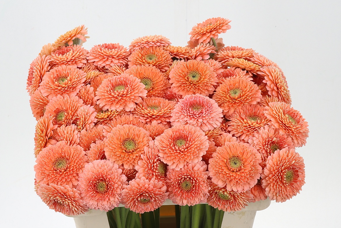 Bloemen Per Fust